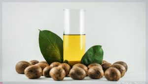 Óleo de cacay: o que é, como usar e os benefícios do ingrediente amazônico